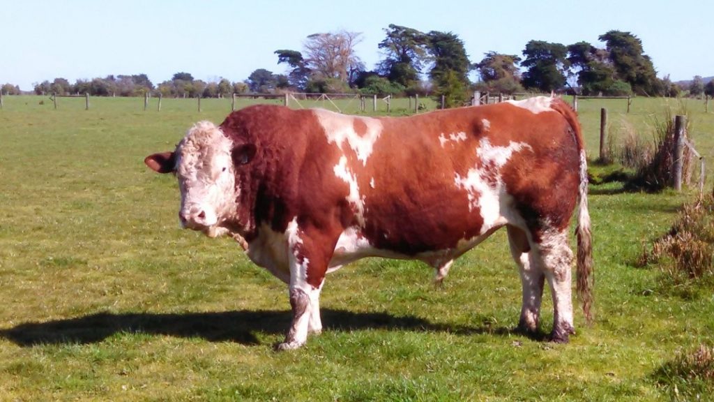 Cashmore Park Twinner Cattle Sales
