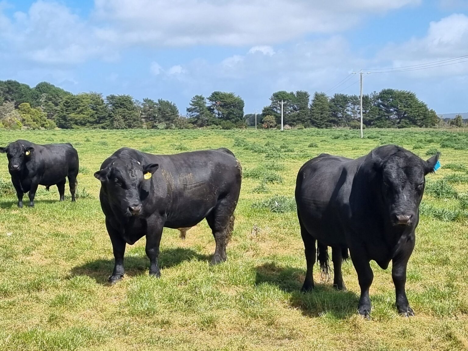 Cashmore Park Twinner Cattle Sales